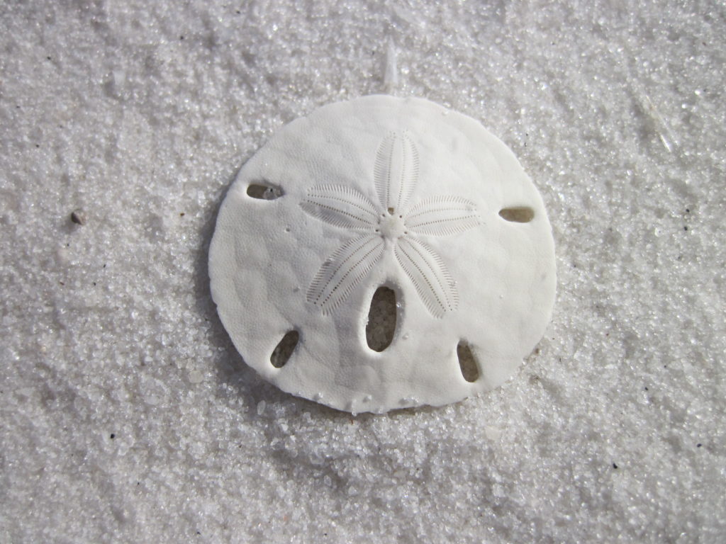 She Found A Sand Dollar By The Beach But Watch What Happens When She ...