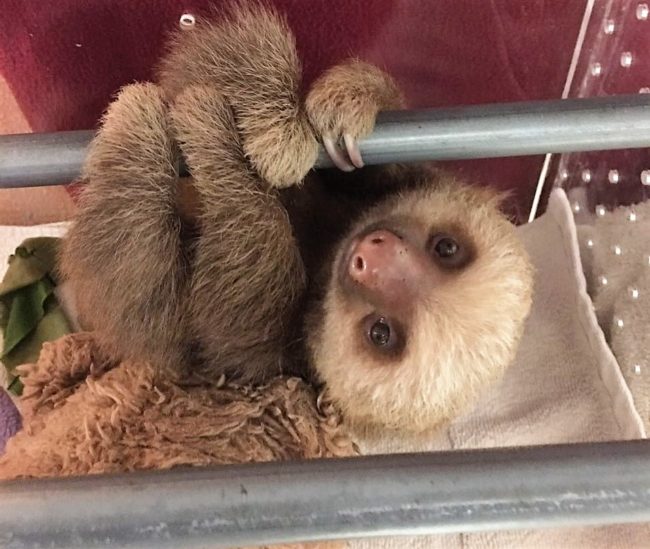 These Baby Sloths Are Having A Conversation And The Internet Is Weak In ...