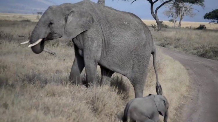 Baby Elephant Throws A Temper Tantrum And His Parents Totally Ignore ...