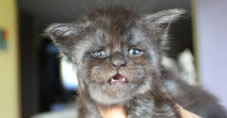 Cat Is Born With A Human Face, Pictures Instantly Go Viral ...
