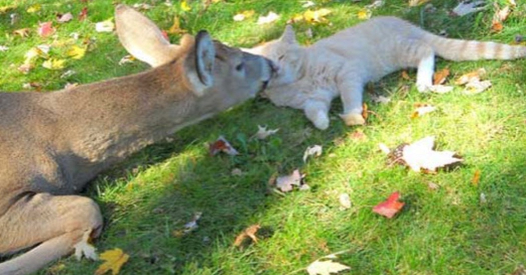 Cat Disappears Into The Woods Every Day. When Mom Follows Her, She ...