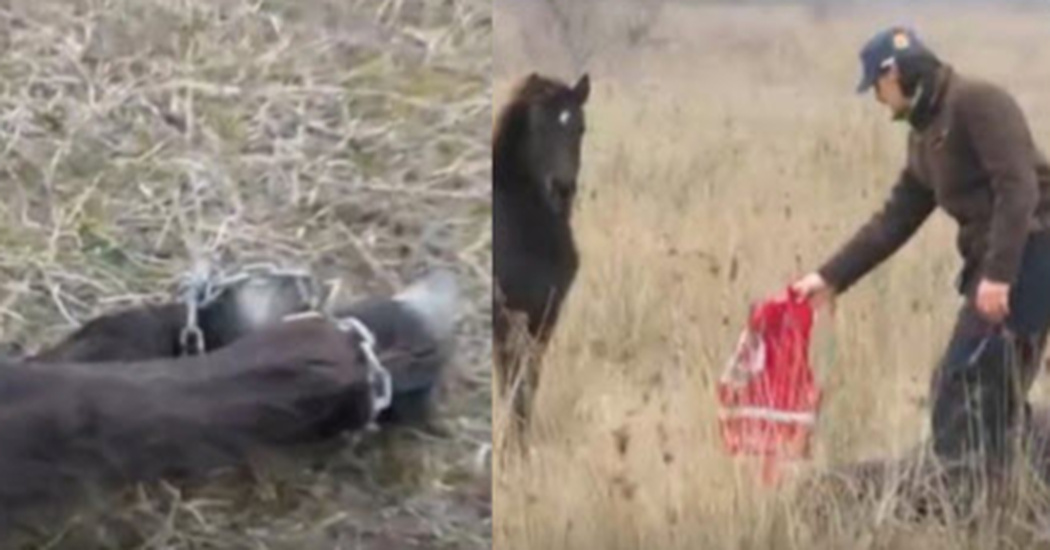 Vet Finds Horse With Chains On His Legs But The Horse Does Something ...