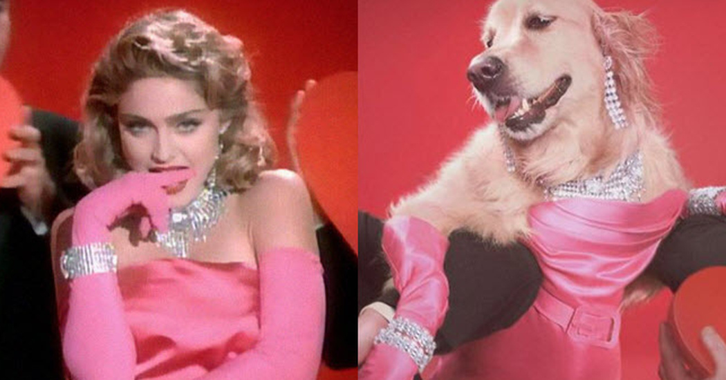 This Dog Is Recreating Iconic Madonna Photos And The Internet Is ...