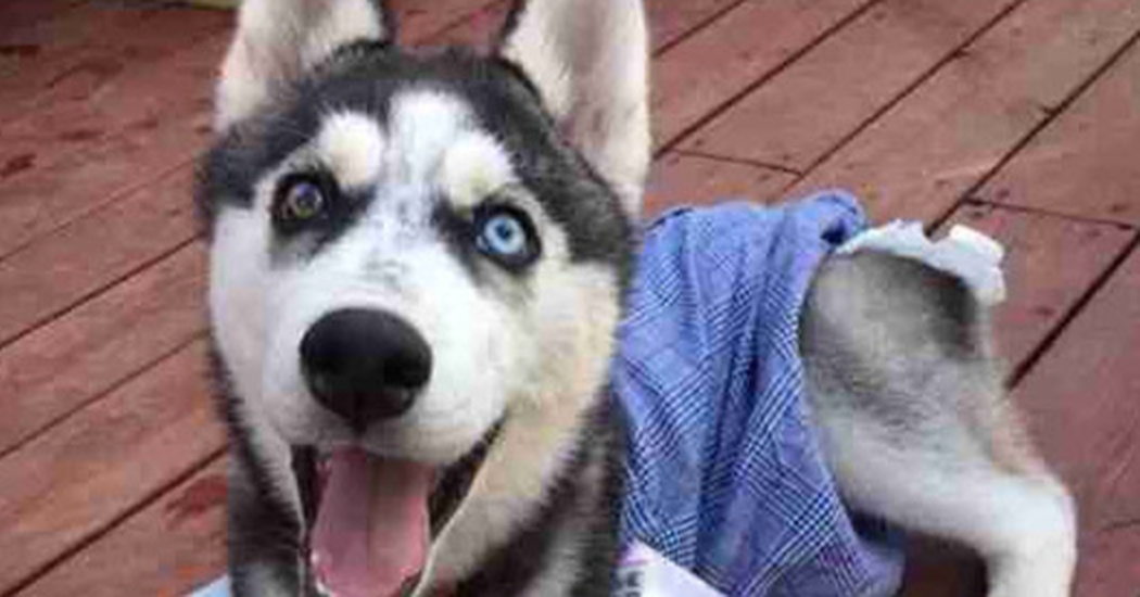 ‘Mini’ Husky With Special Needs Can’t Find A Forever Home ...
