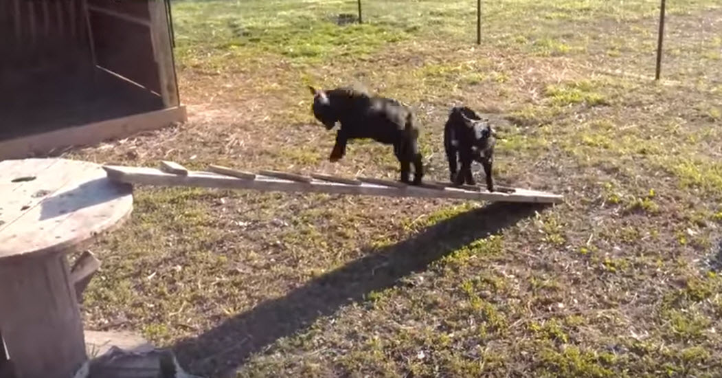 This Video Of Baby Goats Jumping Everywhere Is Something You Won’t Want ...