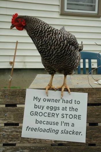 11 Hilarious Chicken Shaming Pictures That Prove Life On The Farm Might ...