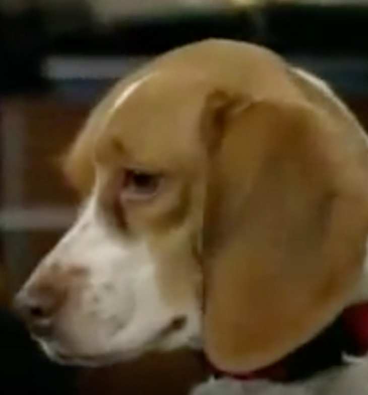 Cute Beagle Told To ‘Play Dead’ And The Way He Does It Cracks Everyone ...