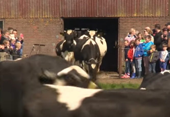 Watch The Special Moment That Cows Are Let Out After Being Stuck In The ...