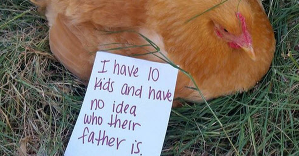 11 Hilarious Chicken Shaming Pictures That Prove Life On The Farm Might ...