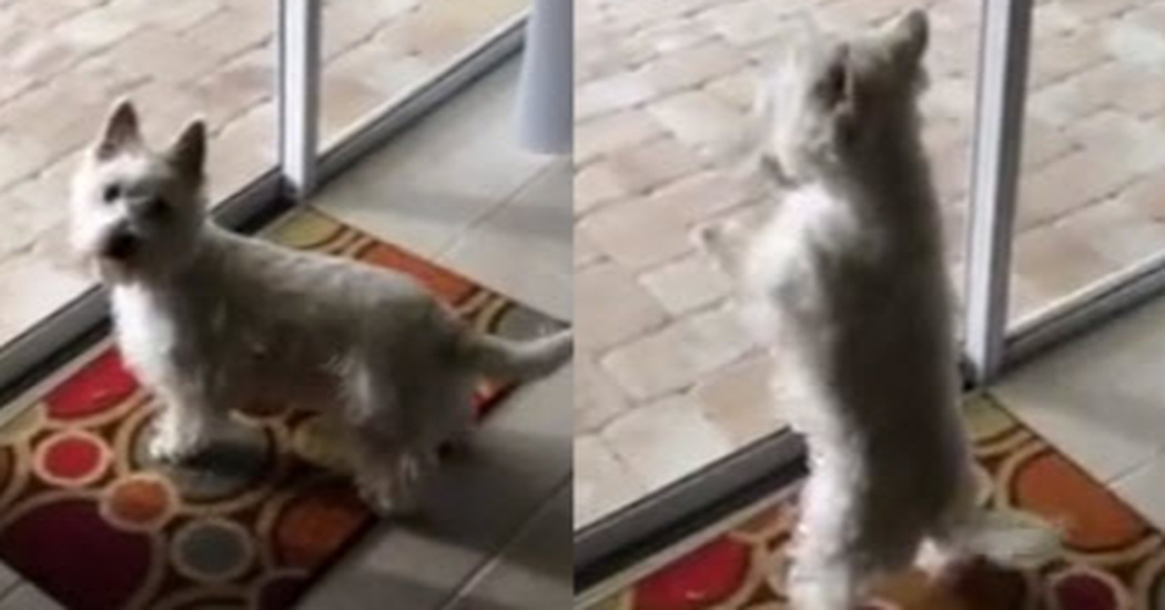 Dog Moves To New Home And Freaks When He Looks In The Yard ...