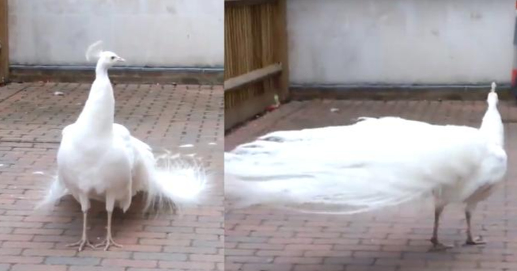 Stunning Rare Peacock Turns Around And Shows Off For The Camera ...