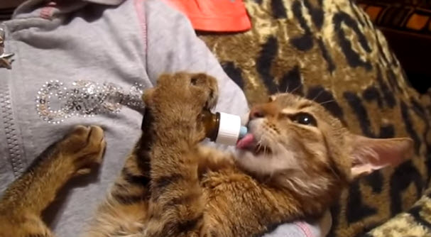 Kitten Drinks From A Bottle And Makes The Most Adorable Sound ...
