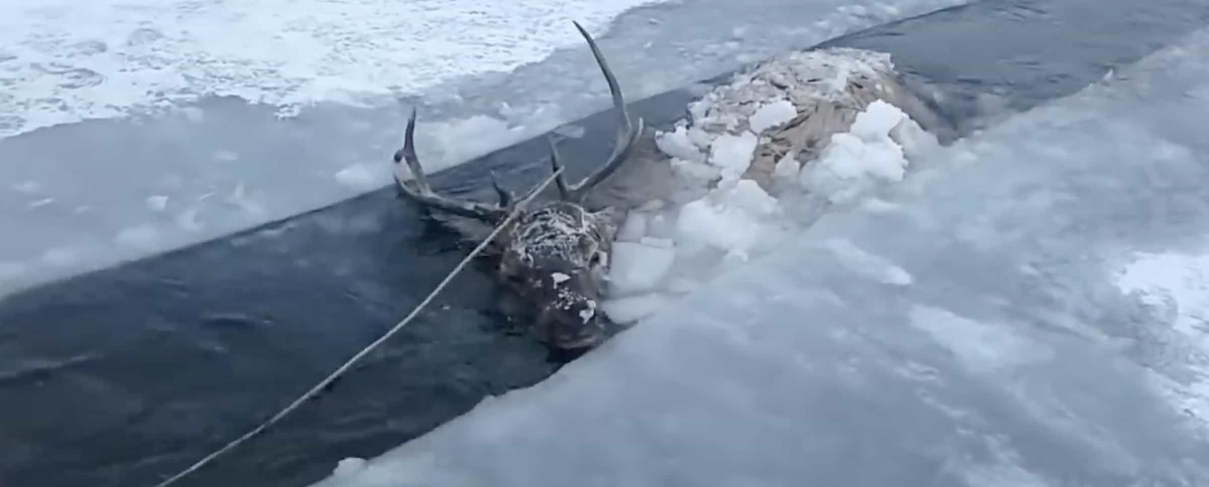 Drowning Stag Is Slowly Dying In A Frozen Lake Until Help Comes From An ...