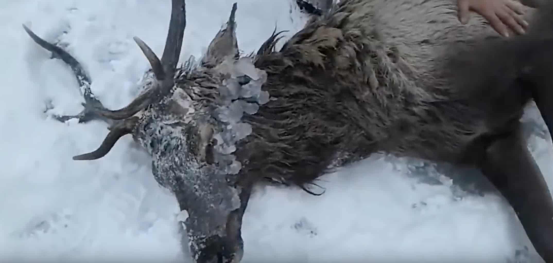 Drowning Stag Is Slowly Dying In A Frozen Lake Until Help Comes From An ...