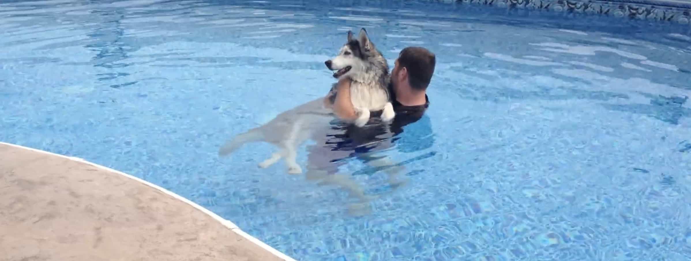 Man Helps His Paralyzed Husky With Pool Therapy With Tear-Jerking ...