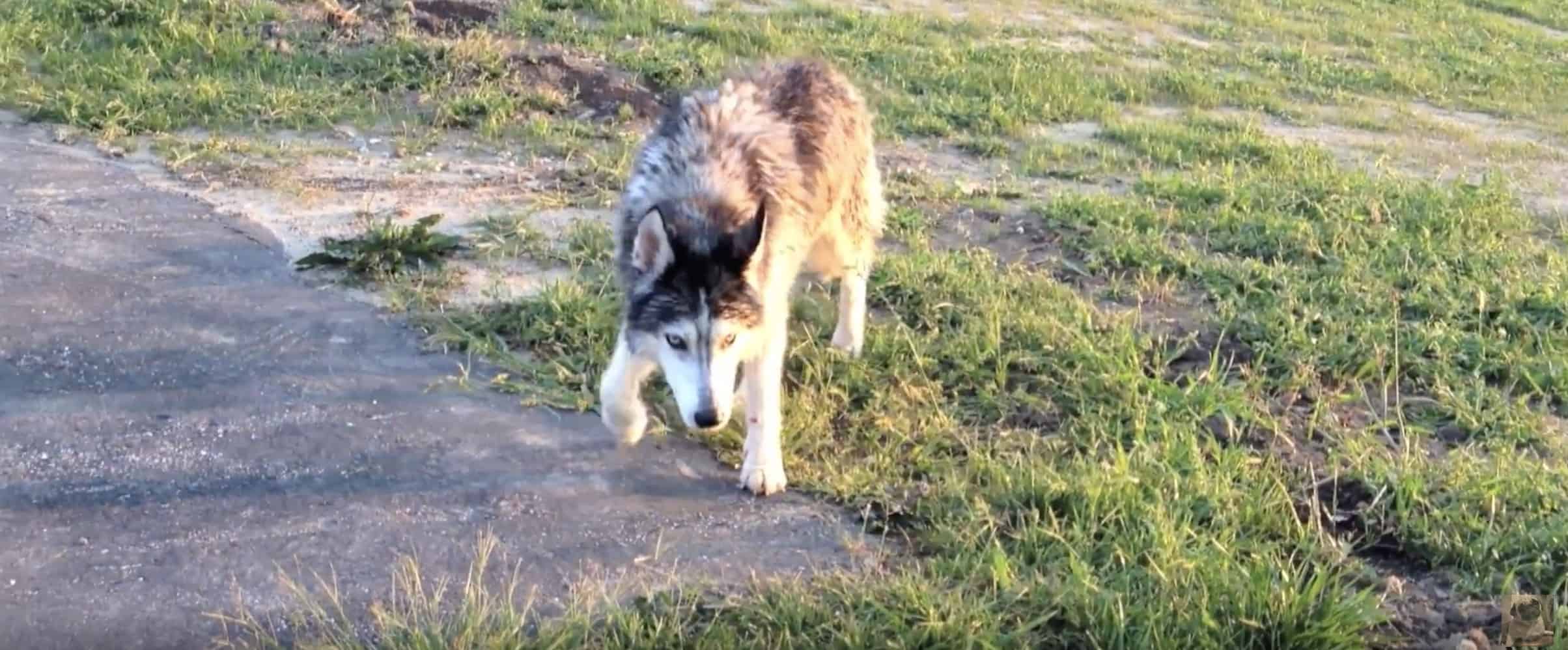 Man Helps His Paralyzed Husky With Pool Therapy With Tear-Jerking ...