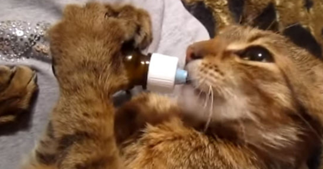 Kitten Drinks From A Bottle And Makes The Most Adorable Sound ...