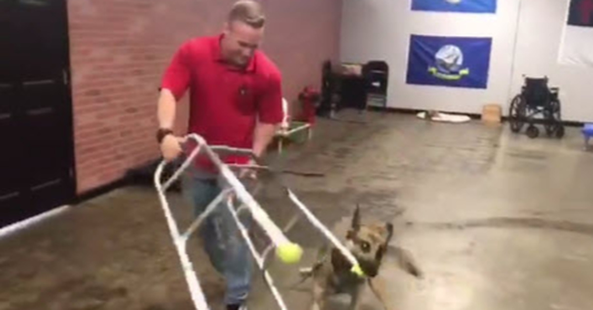 Energetic Dog Fails Service Dog Training Test – InnerStrengthZone.com