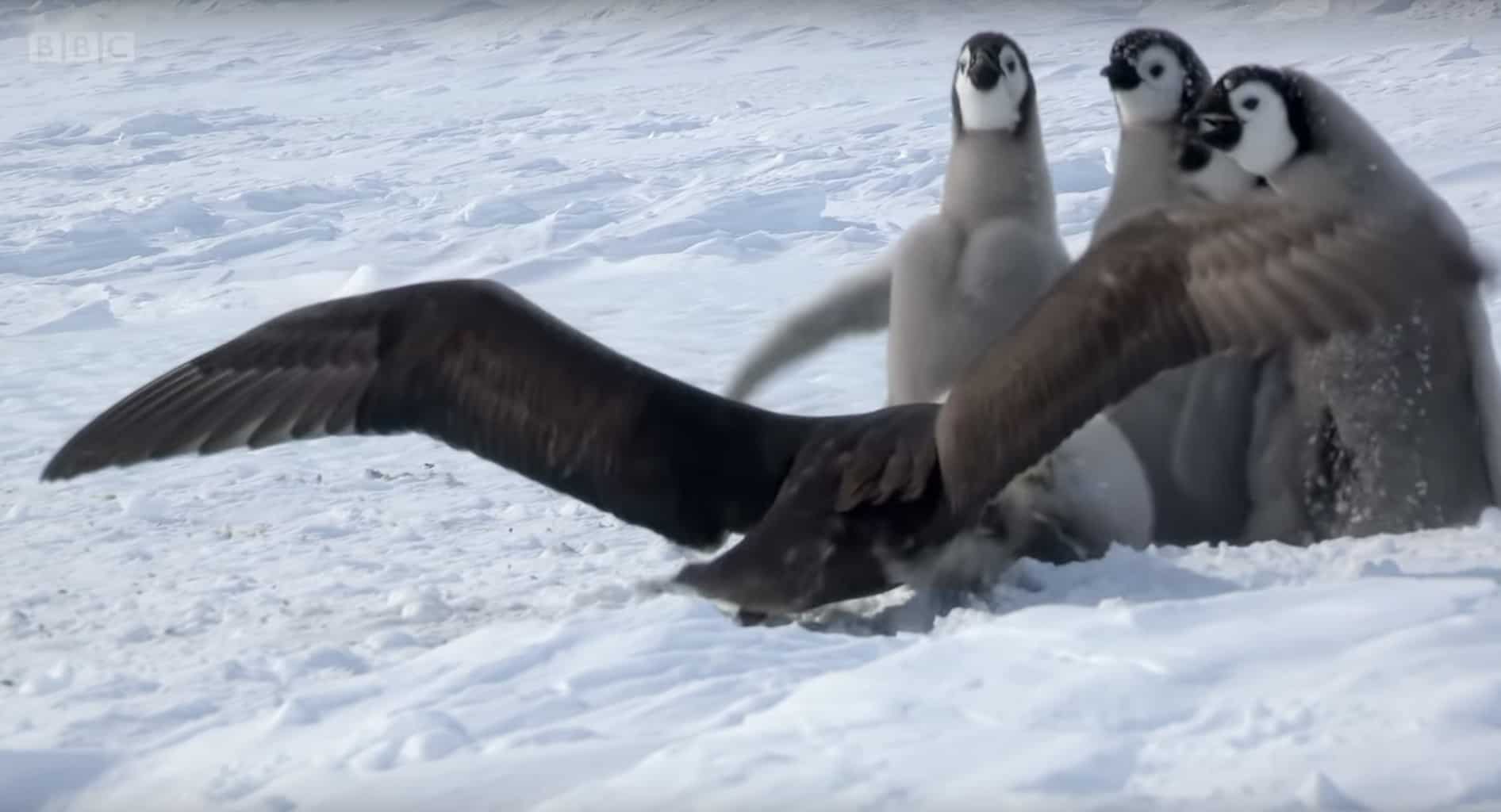 Baby Penguins Cry Out In Fear But A Most Unlikely Hero Shows Up To Save ...