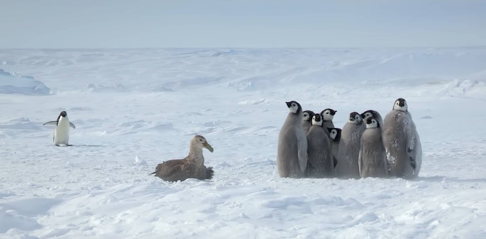 Baby Penguins Cry Out In Fear But A Most Unlikely Hero Shows Up To Save ...