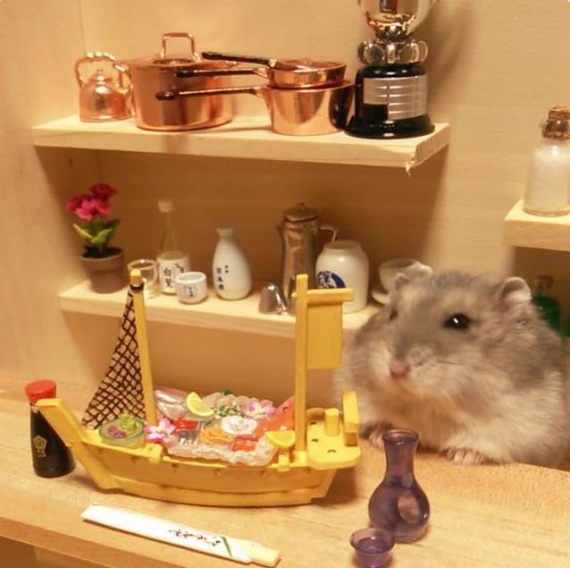 The Cutest Hamster Makes Sushi From Their Tiny Bar – InnerStrengthZone.com