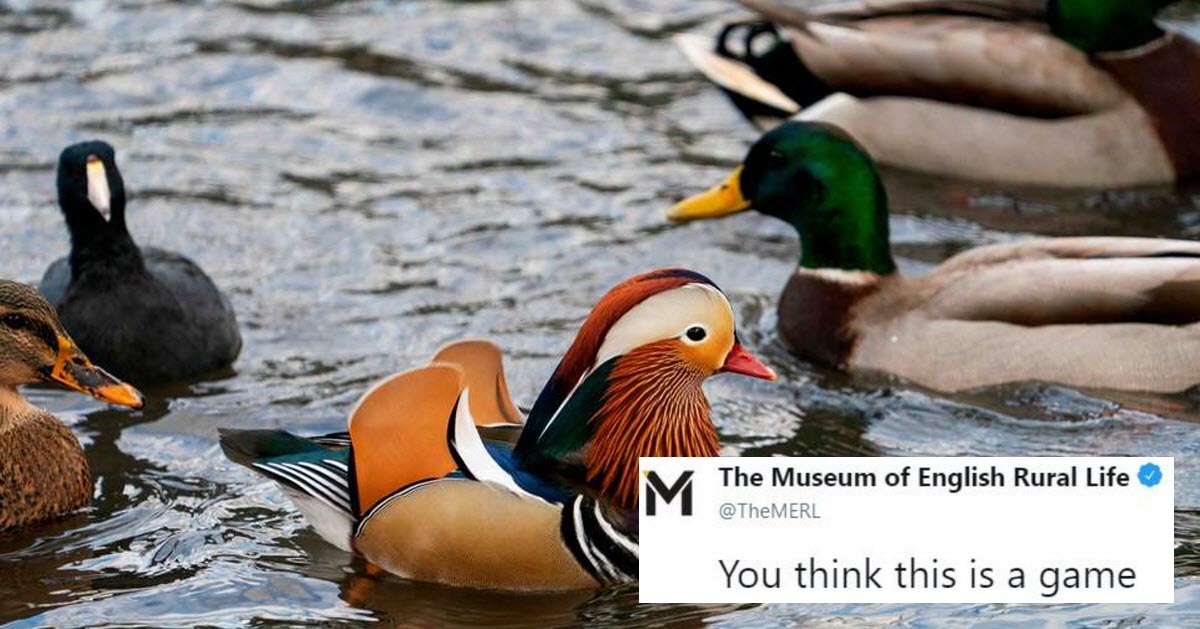 Museums Are Battling It Out On Twitter To See Who Has The Nicest Duck ...
