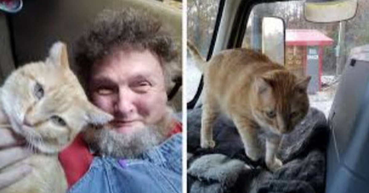 Lonely Truck Driver Adopts A Stray Cat And Life Has Never Been More ...