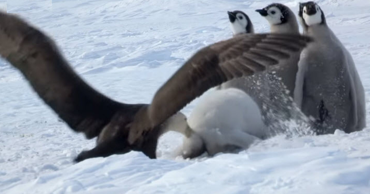Baby Penguins Cry Out In Fear But A Most Unlikely Hero Shows Up To Save ...