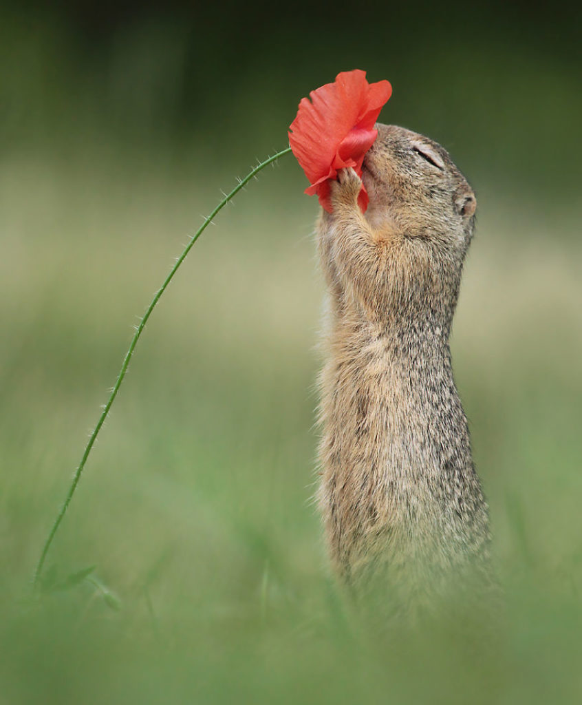 30 Funny Wildlife Pictures By Austrian Photographer – InnerStrengthZone.com