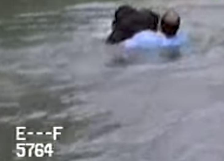Zoo Staff Will Not Save Drowning Chimp So A Man Jumps Over The Railing ...