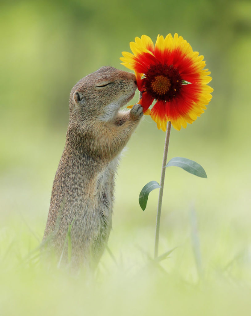 30 Funny Wildlife Pictures By Austrian Photographer – InnerStrengthZone.com