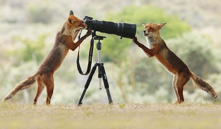 30 Funny Wildlife Pictures By Austrian Photographer – InnerStrengthZone.com