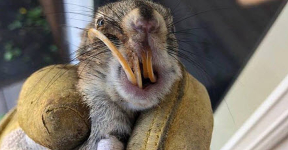 Rancher Spots Squirrel With Overgrown Teeth So She Takes Him Home And ...