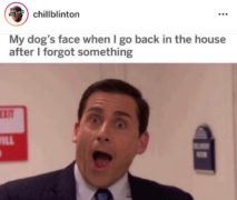 These 23 Hilarious Dog Memes Are Only Funny If You Have A Dog ...