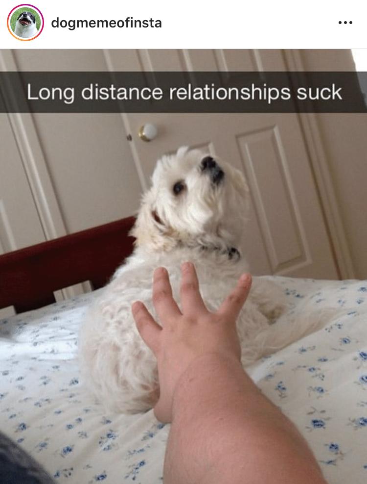 These 23 Hilarious Dog Memes Are Only Funny If You Have A Dog ...