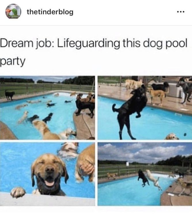 These 23 Hilarious Dog Memes Are Only Funny If You Have A Dog ...