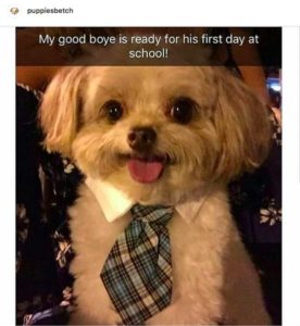 These 23 Hilarious Dog Memes Are Only Funny If You Have A Dog ...