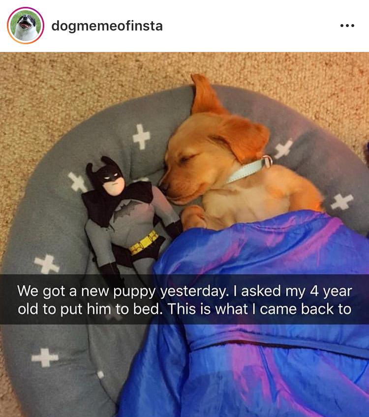 These 23 Hilarious Dog Memes Are Only Funny If You Have A Dog ...