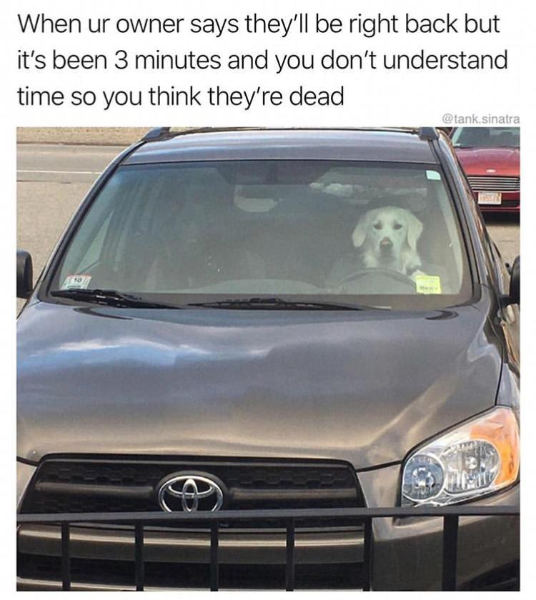 These 23 Hilarious Dog Memes Are Only Funny If You Have A Dog ...