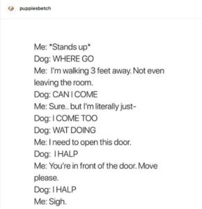 These 23 Hilarious Dog Memes Are Only Funny If You Have A Dog ...