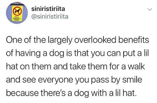 These 23 Hilarious Dog Memes Are Only Funny If You Have A Dog ...