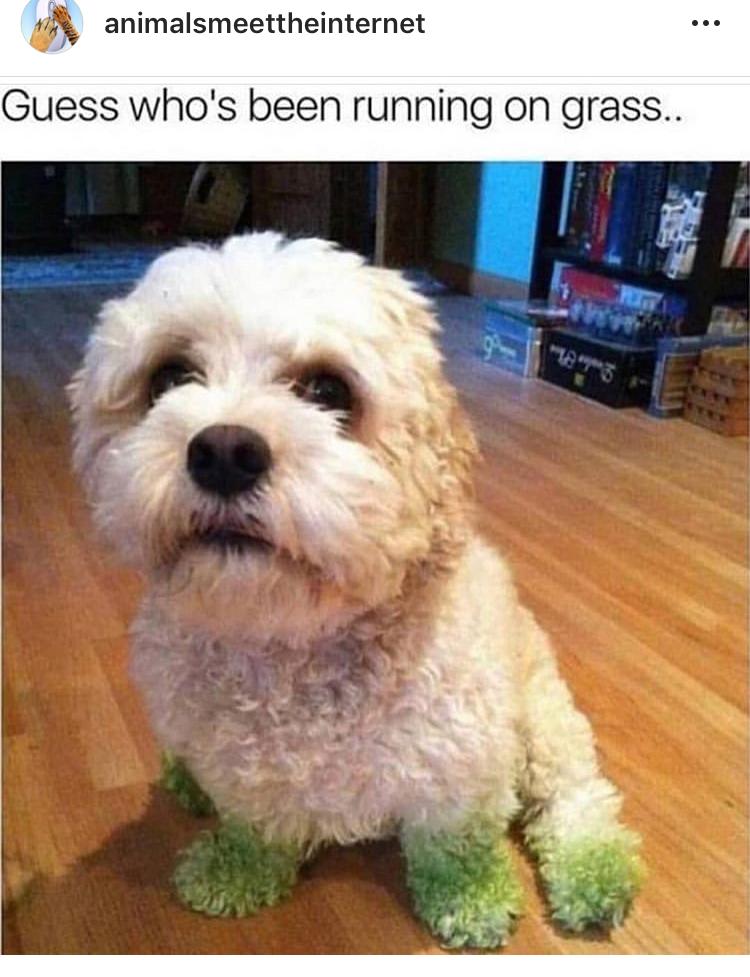 These 23 Hilarious Dog Memes Are Only Funny If You Have A Dog ...