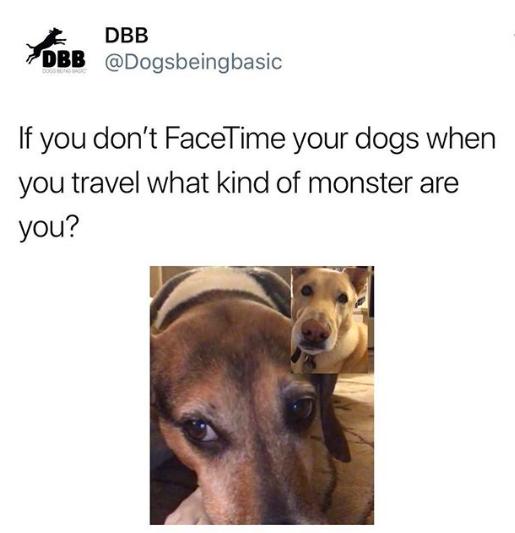 These 23 Hilarious Dog Memes Are Only Funny If You Have A Dog ...