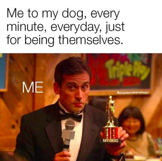 These 23 Hilarious Dog Memes Are Only Funny If You Have A Dog ...