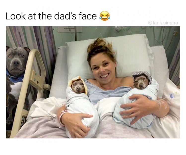 These 23 Hilarious Dog Memes Are Only Funny If You Have A Dog ...