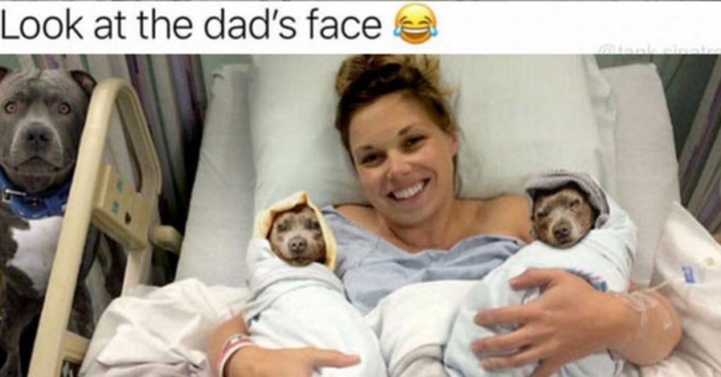 These 23 Hilarious Dog Memes Are Only Funny If You Have A Dog ...