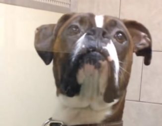 Owner Goes To Pick Up Dog At Vet And Gets The ‘Stink Eye ...