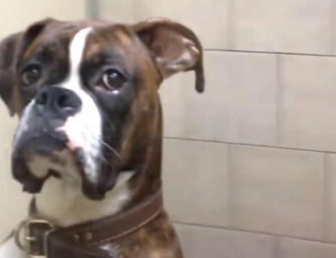 Owner Goes To Pick Up Dog At Vet And Gets The ‘Stink Eye ...