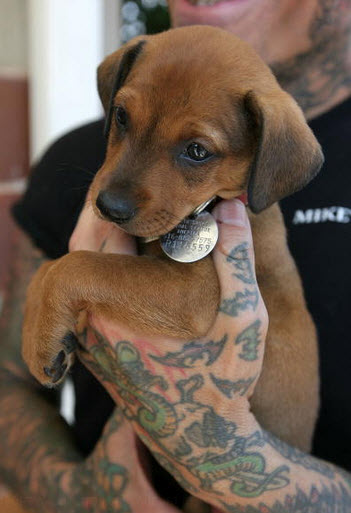 Biker Gang Rescues Animals From Violent Owners And Breaks Apart Dog ...