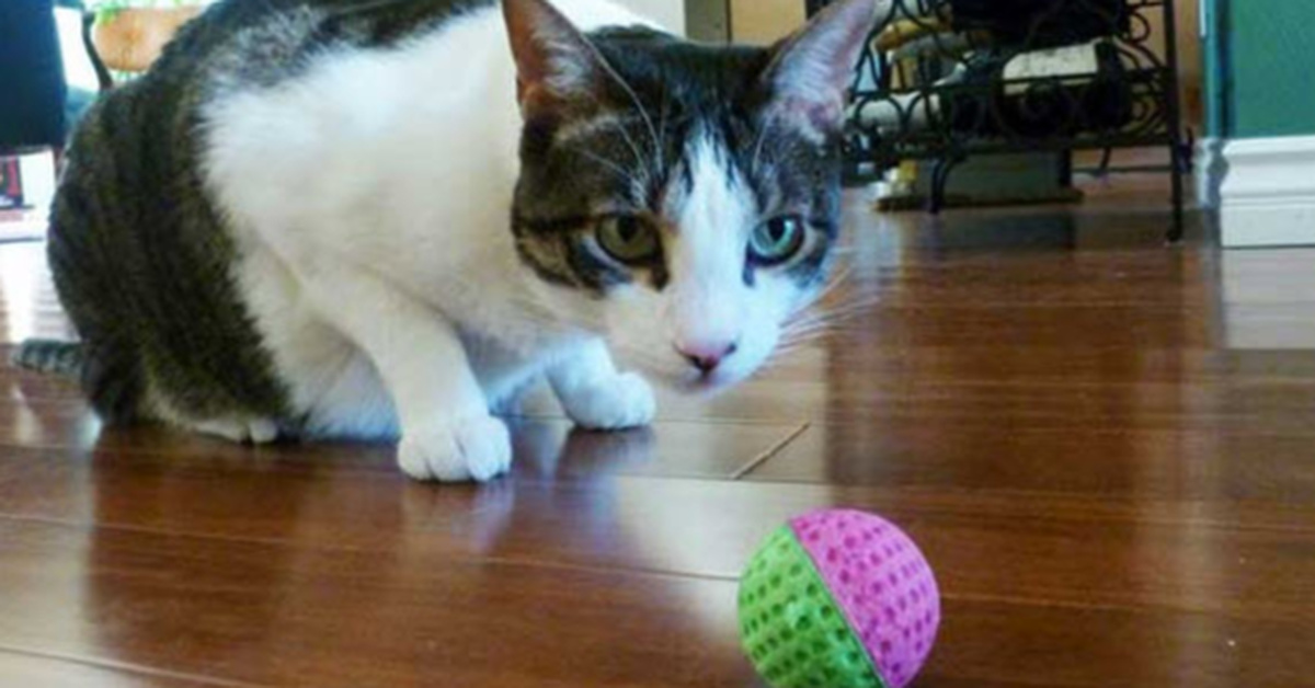 Actually, Some Cats Do Fetch – InnerStrengthZone.com